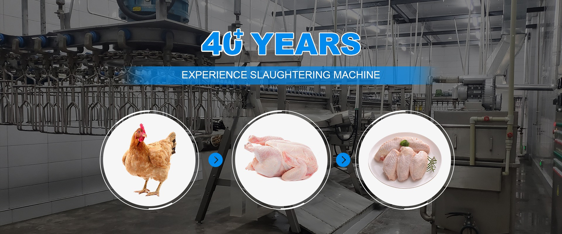 Quality Chicken Slaughtering Machine & Chicken Slaughtering Line ...